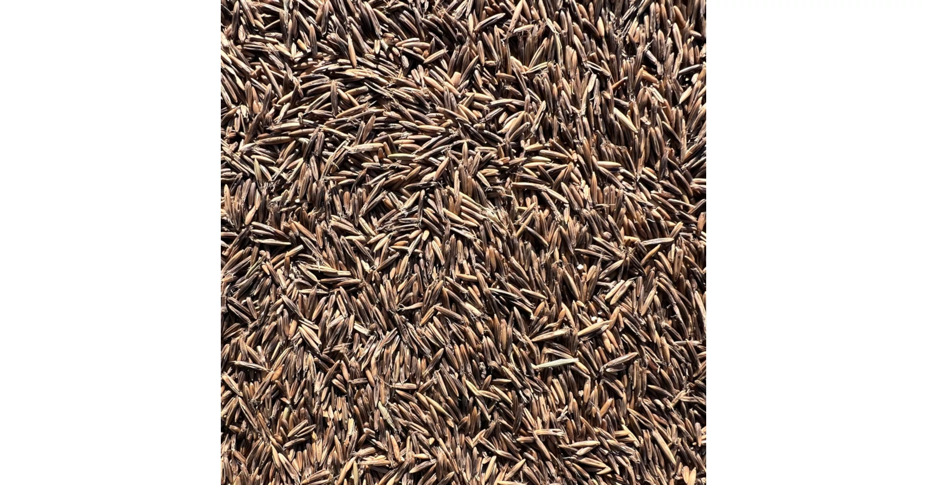 Fekete homoki zab (kimérve/kg) - Magtárház prémium takarmány webáruház
