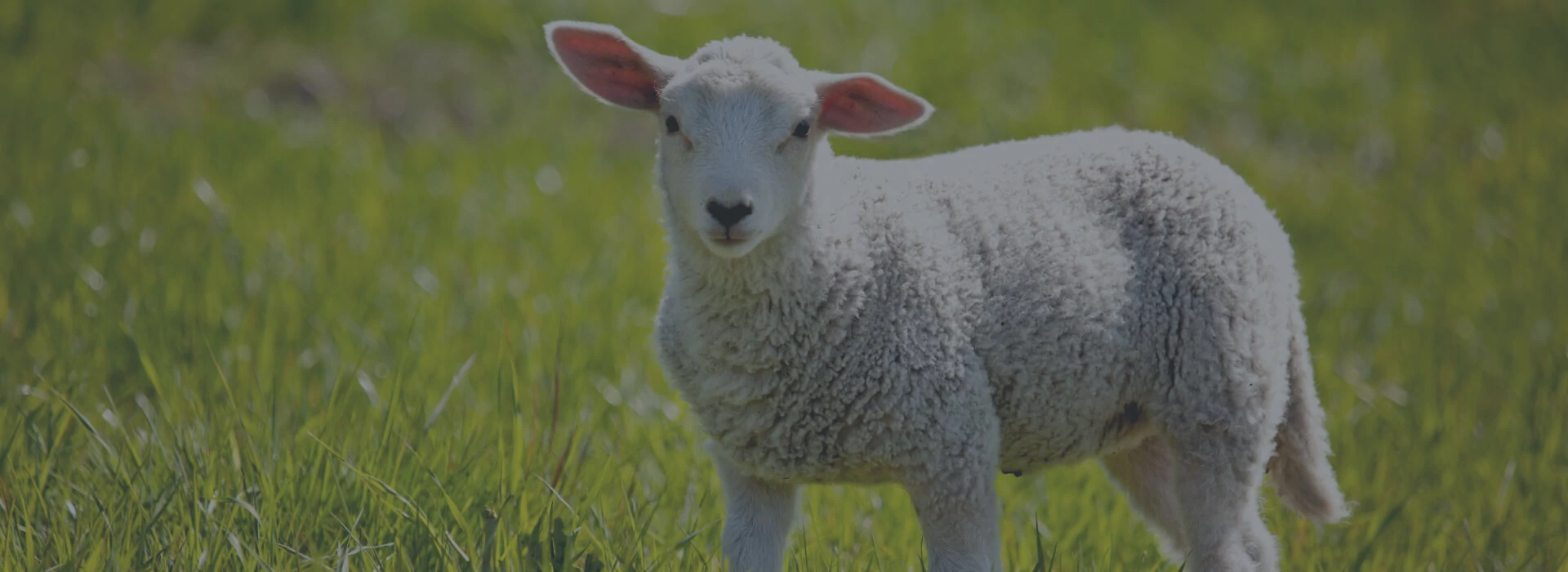 Magtárház prémium takarmány webáruház